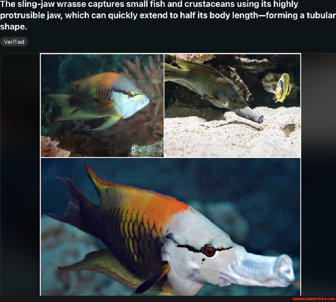 The sling-jaw wrasse captures small fish and crustaceans using its ...