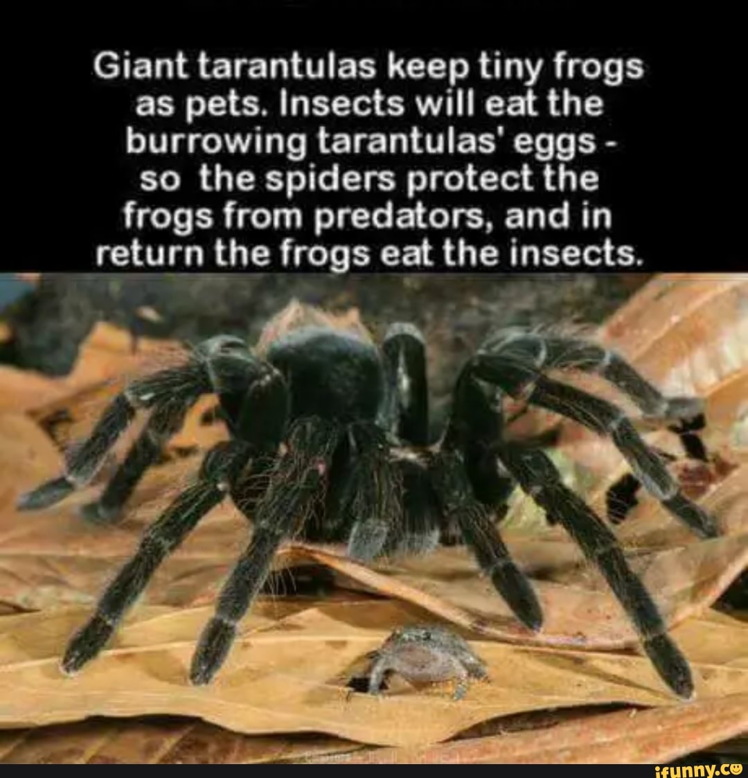 Giant tarantulas keep tiny frogs as pets. Insects will eat the ...