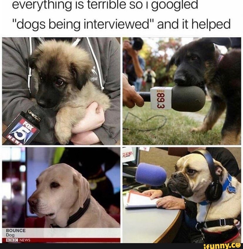 IS SO I "dogs being interviewed" and it helped BOUNCE Dog - iFunny