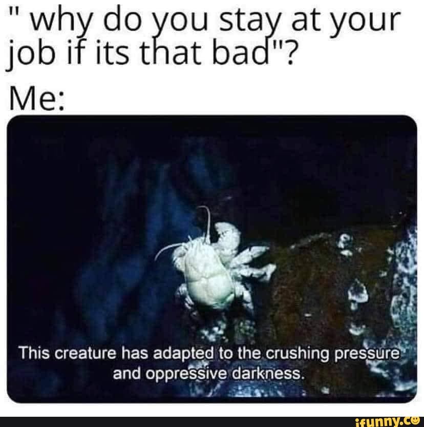 #work #memes - " why do you that stay at bad"? your job if its that baa ...