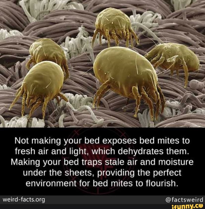 Mites memes. Best Collection of funny Mites pictures on iFunny