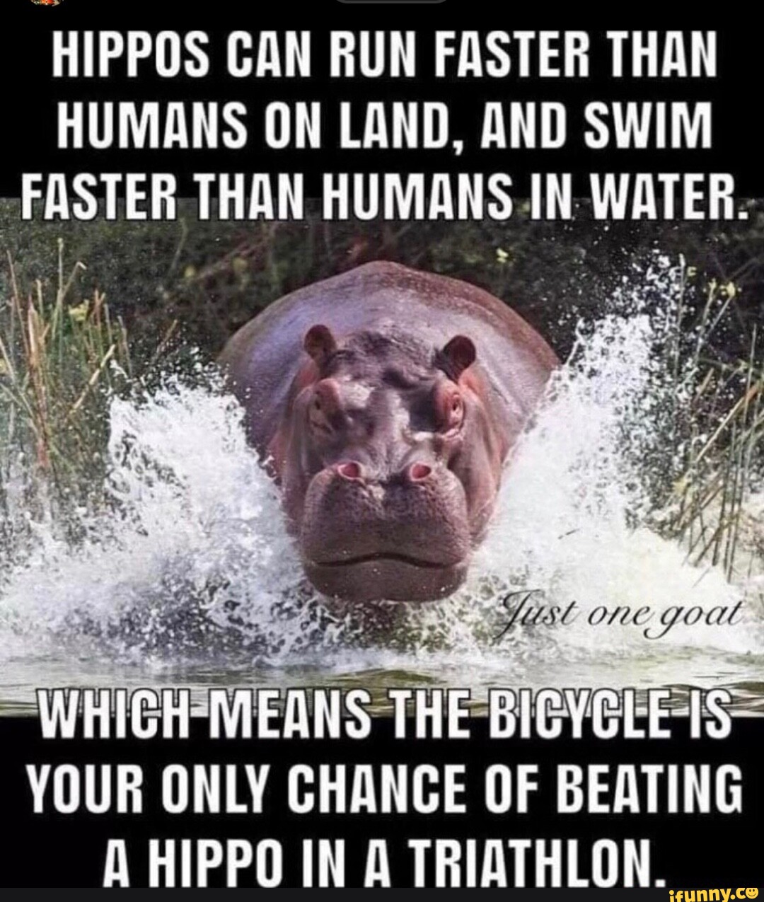 HIPPOS CAN RUN FASTER THAN HUMANS ON LAND, AND SWIM FASTER. THAN HUMANS ...