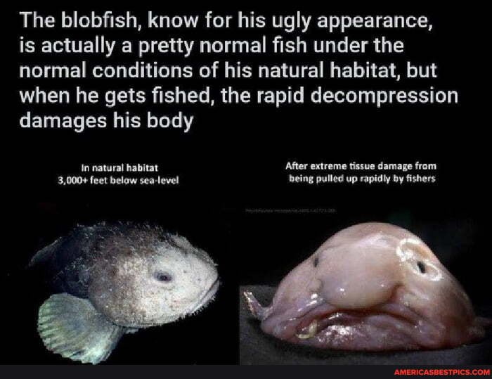 The blobfish, know for his ugly appearance, is actually a pretty normal fish under the normal ...