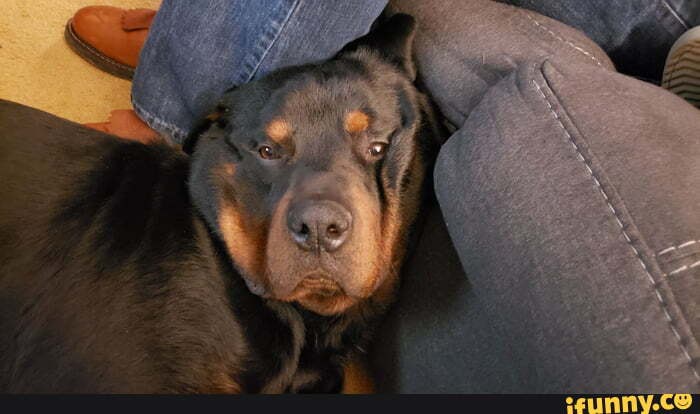 Einar memes. Best Collection of funny Einar pictures on iFunny