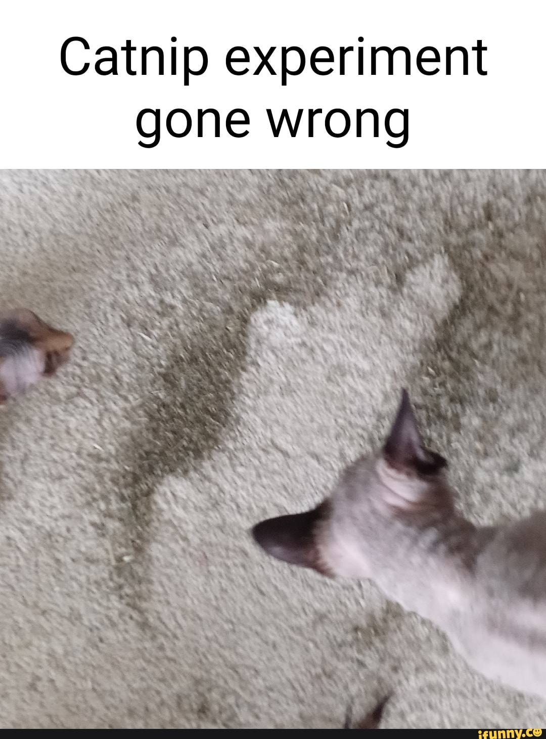 Catnip experiment gone wrong - iFunny