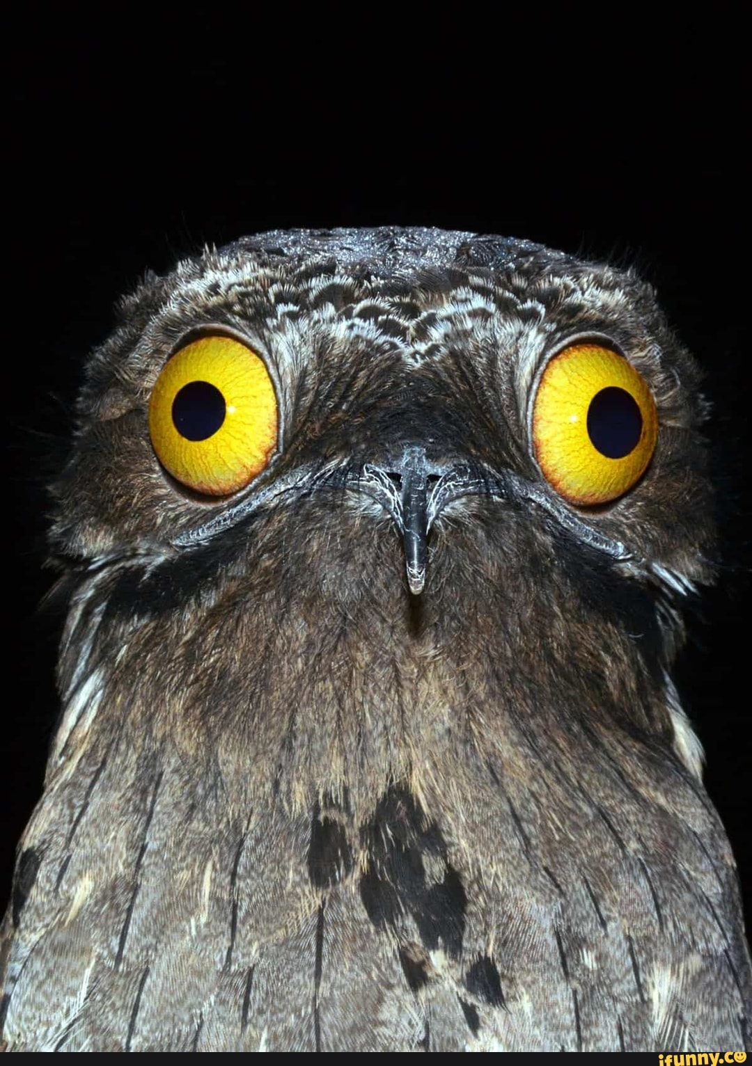 Patoo memes. Best Collection of funny Patoo pictures on iFunny