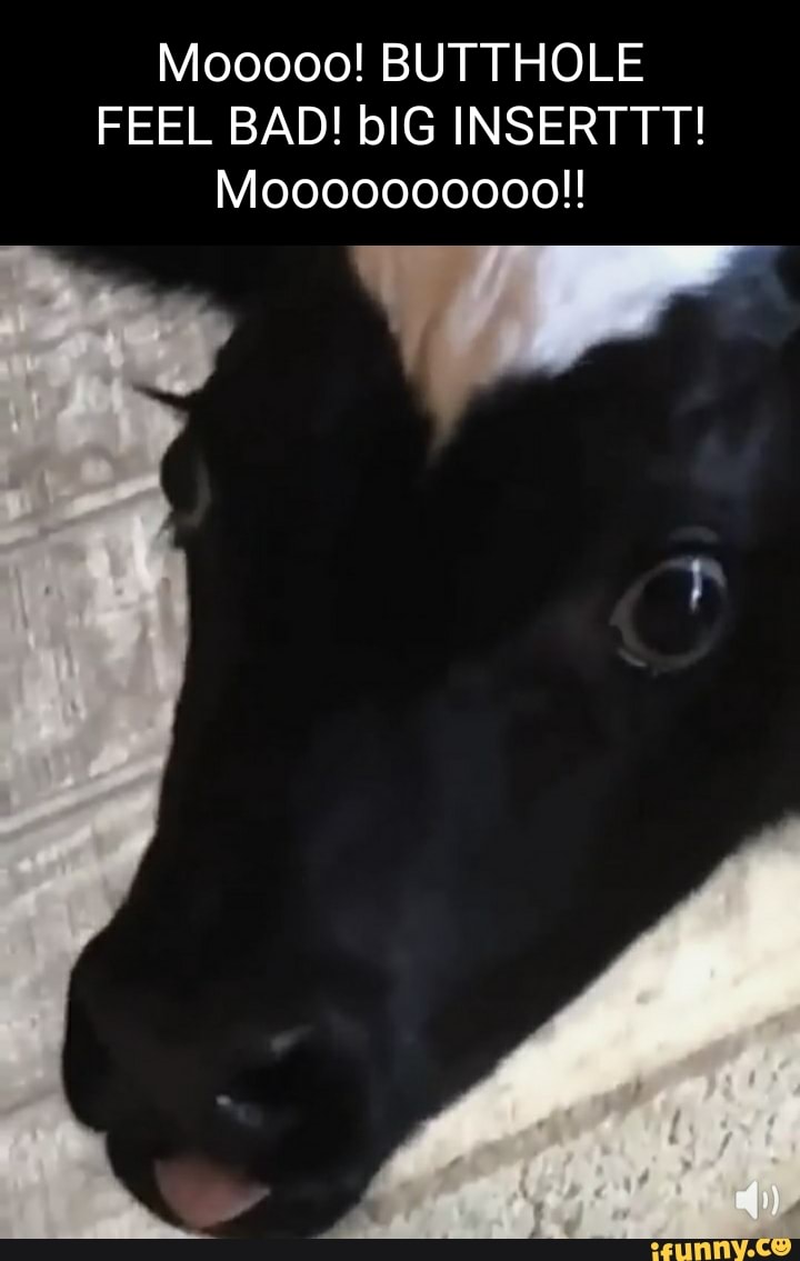 Mooooo memes. Best Collection of funny Mooooo pictures on iFunny