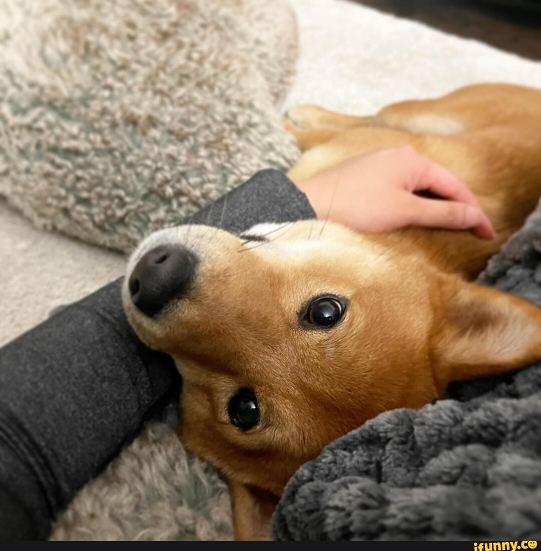 Pleaseeeeee memes. Best Collection of funny Pleaseeeeee pictures on iFunny