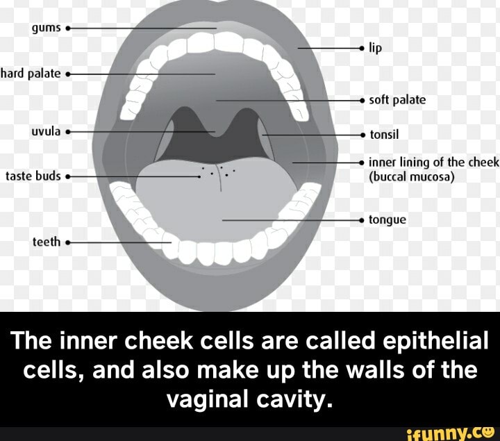 Uvula memes. Best Collection of funny Uvula pictures on iFunny