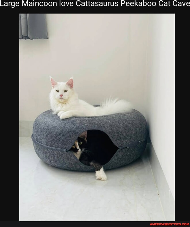 Large Maincoon love Cattasaurus Peekaboo Cat Cave - America’s best pics and videos