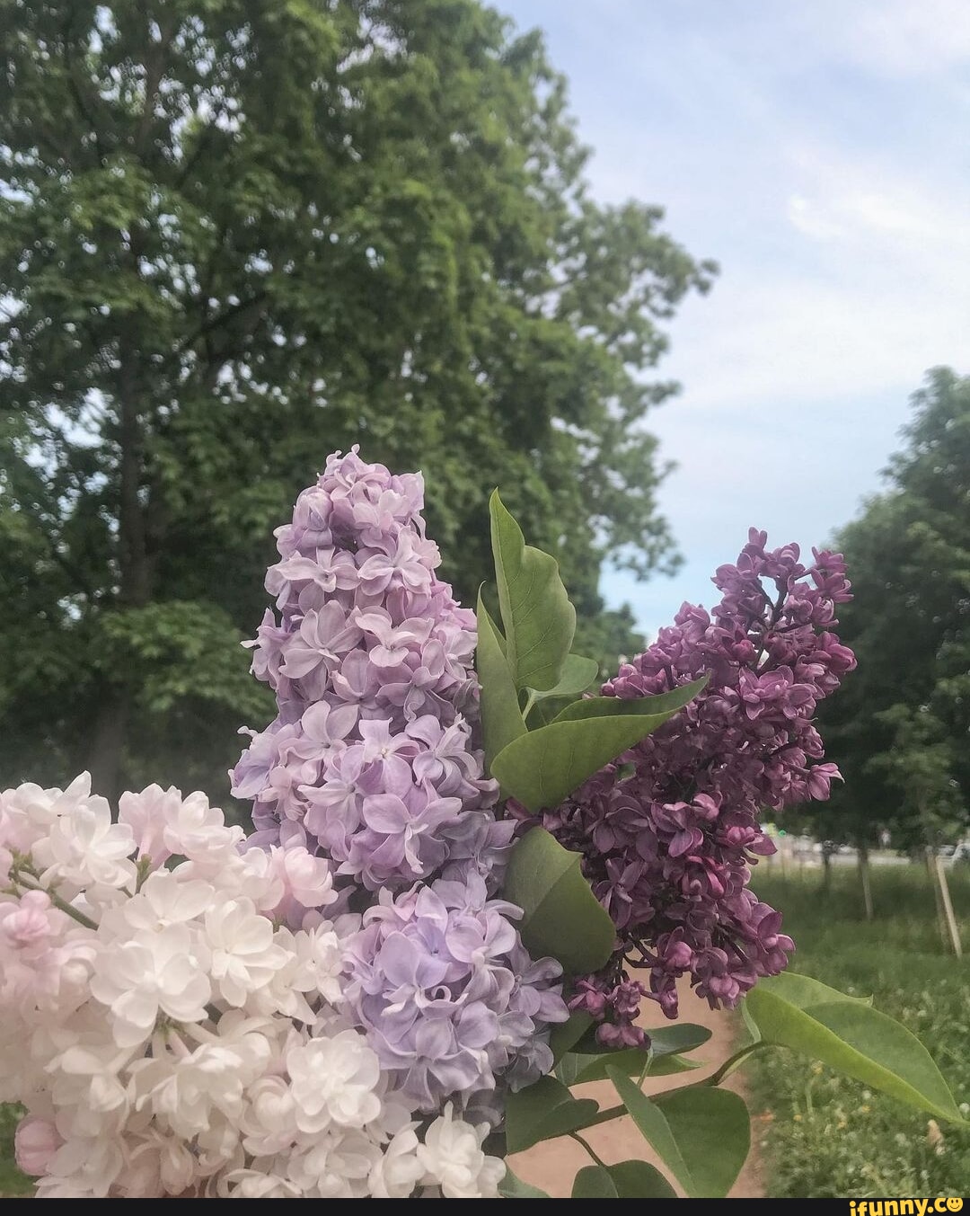 Lilac memes. Best Collection of funny Lilac pictures on iFunny