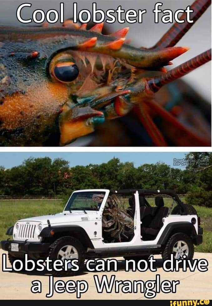 Cool lobster fact ll Lobsters can not drive a jeep Wrangler - iFunny