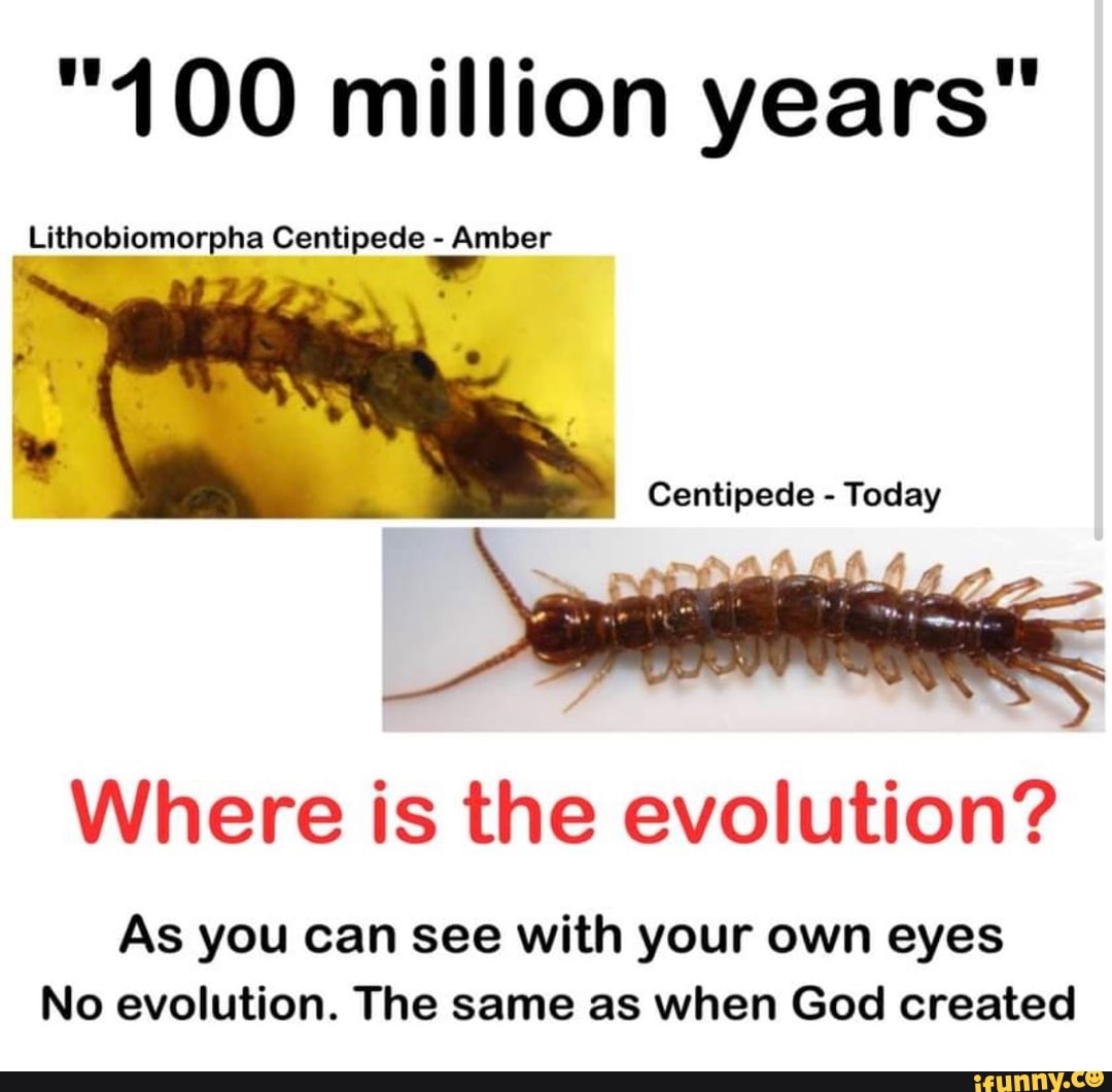 "100 million years" Lithobiomorpha Centipede - Amber Centipede - Today ...