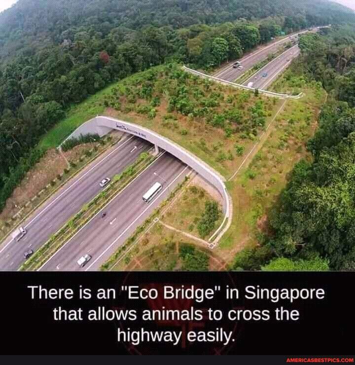 There is an "Eco Bridge" in Singapore that allows animals to cross the ...