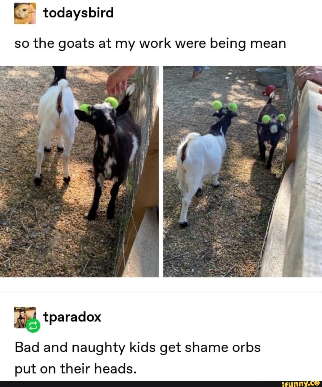 E so the goats at my work were being mean E Bad and naughty kids get ...
