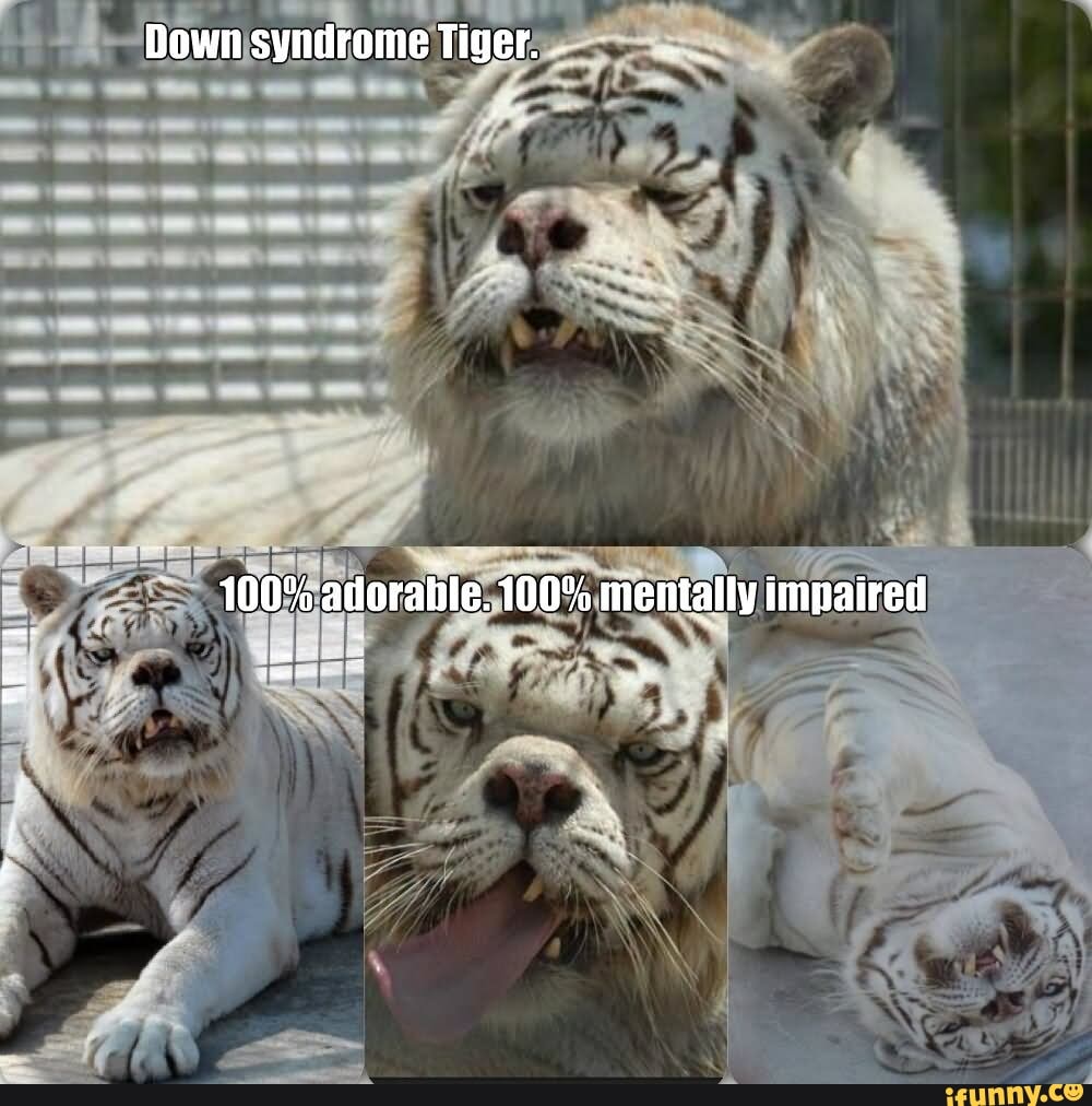 Down syndrome Tiger. 100% adorable. 100% mentally impaired - iFunny