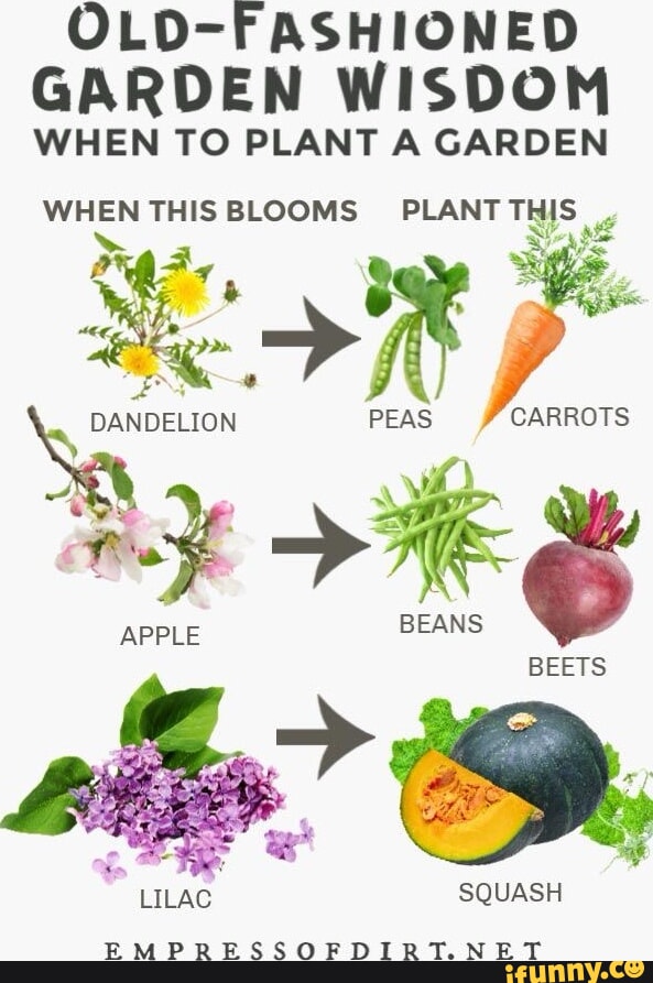 Squash memes. Best Collection of funny Squash pictures on iFunny