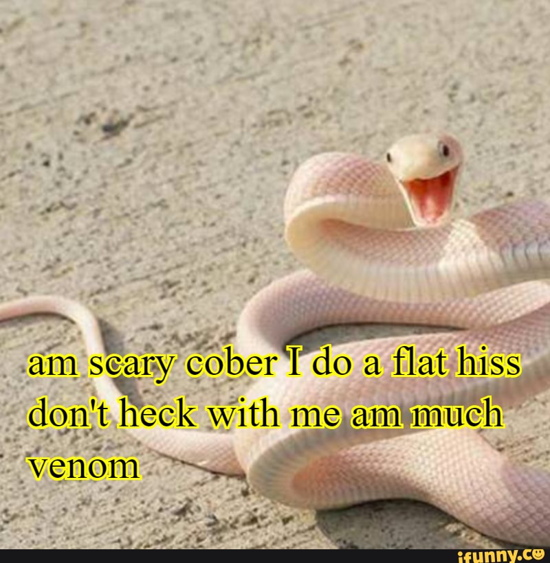 Am staiy cober T'do a flat don't heek with me,amime - iFunny