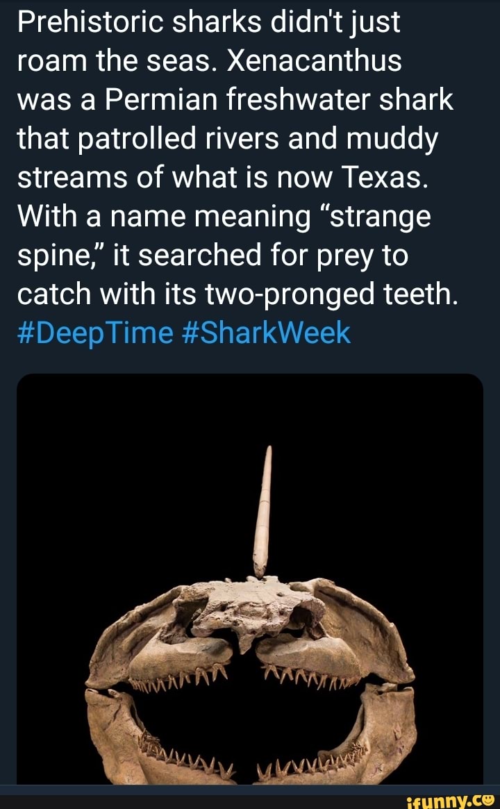 Prehistoric sharks didn't just roam the seas. Xenacanthus was a Permian ...