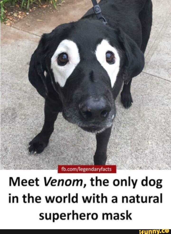 Meet Venom, the only dog in the world with a natural superhero mask ...