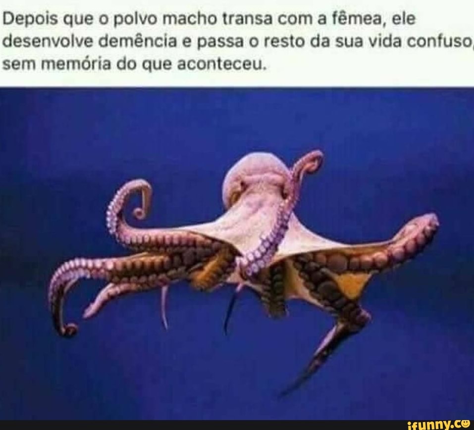 Depois que o polvo macho transa com a fêmea, ele desenvolve demência e ...