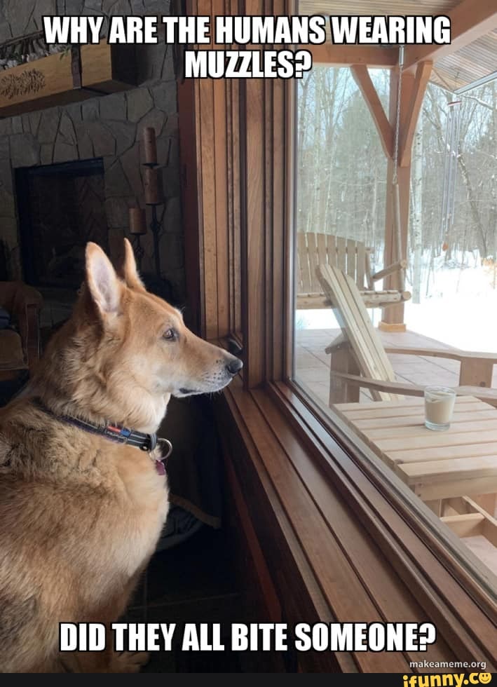 Funny dog meme - WHY ARE THE HUMANS WEARING MUZZLES? DID THEY ALL BITE ...