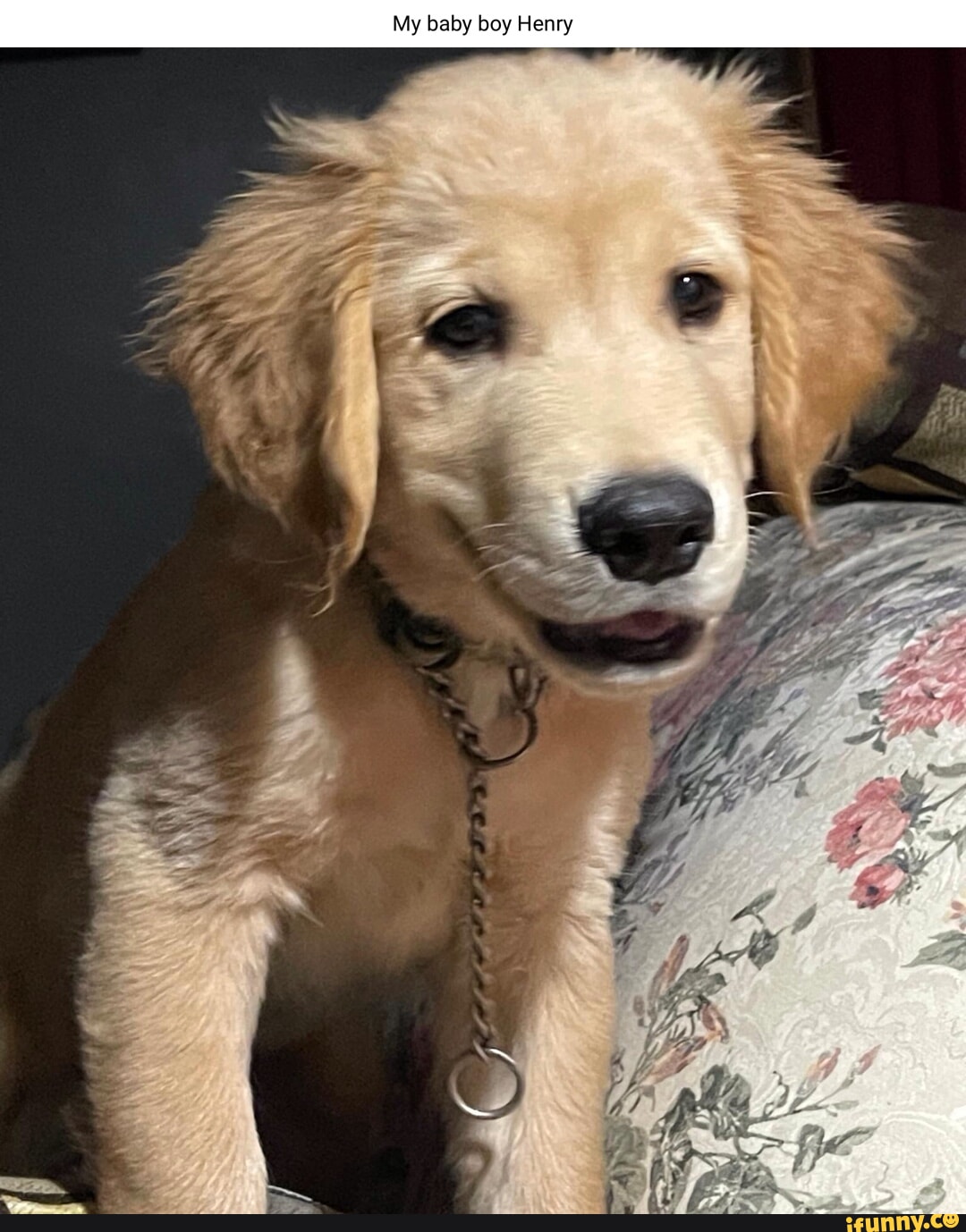 Ornery memes. Best Collection of funny Ornery pictures on iFunny