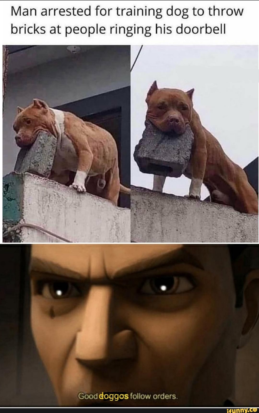 “Man Arrested for Training Dogs to Throw Bricks at People Ringing His ...