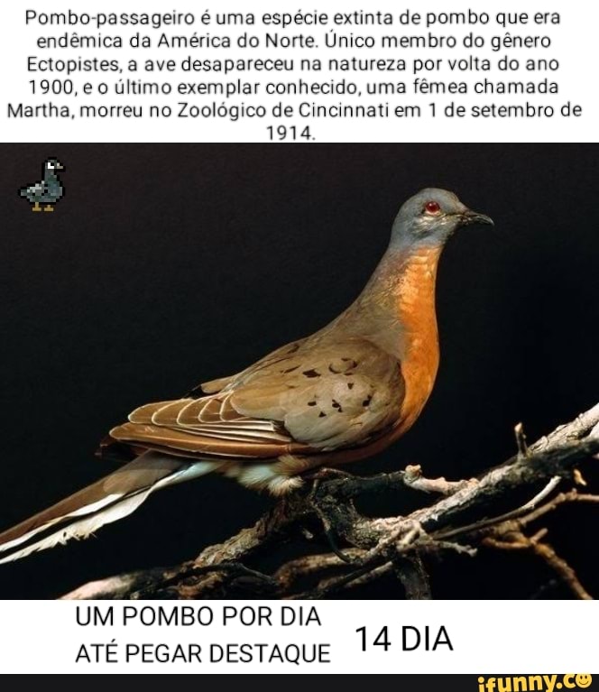 Pombo é uma espécie extinta de pombo que era endêmica da América do ...