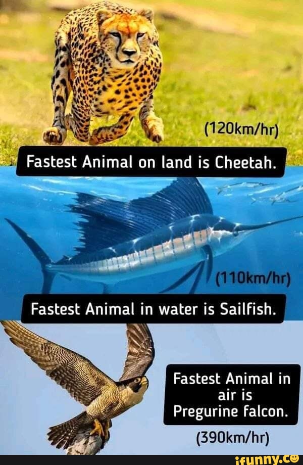 Fastest Animal on land is Cheetah. Fastest Animal in water is Sailfish ...