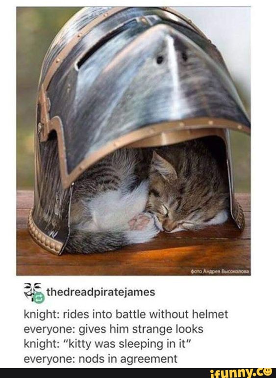 Kitty sleeps in a helmet - thedreadpiratejames knight: rides into ...