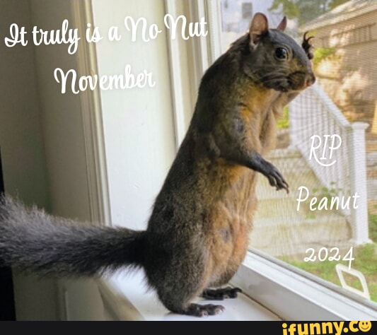 Buily is. a No Nut VYovembert RIP Peanut 2024 - iFunny