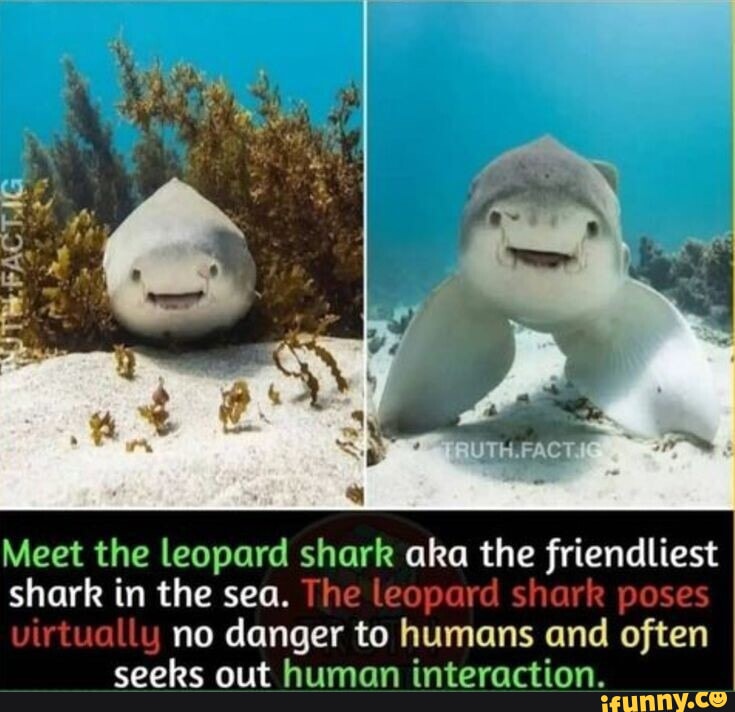 Meet the leopard shark aka the friendliest shark in the sea. The ...