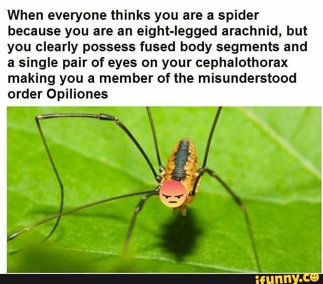 Misunderstood Spider Meme Car