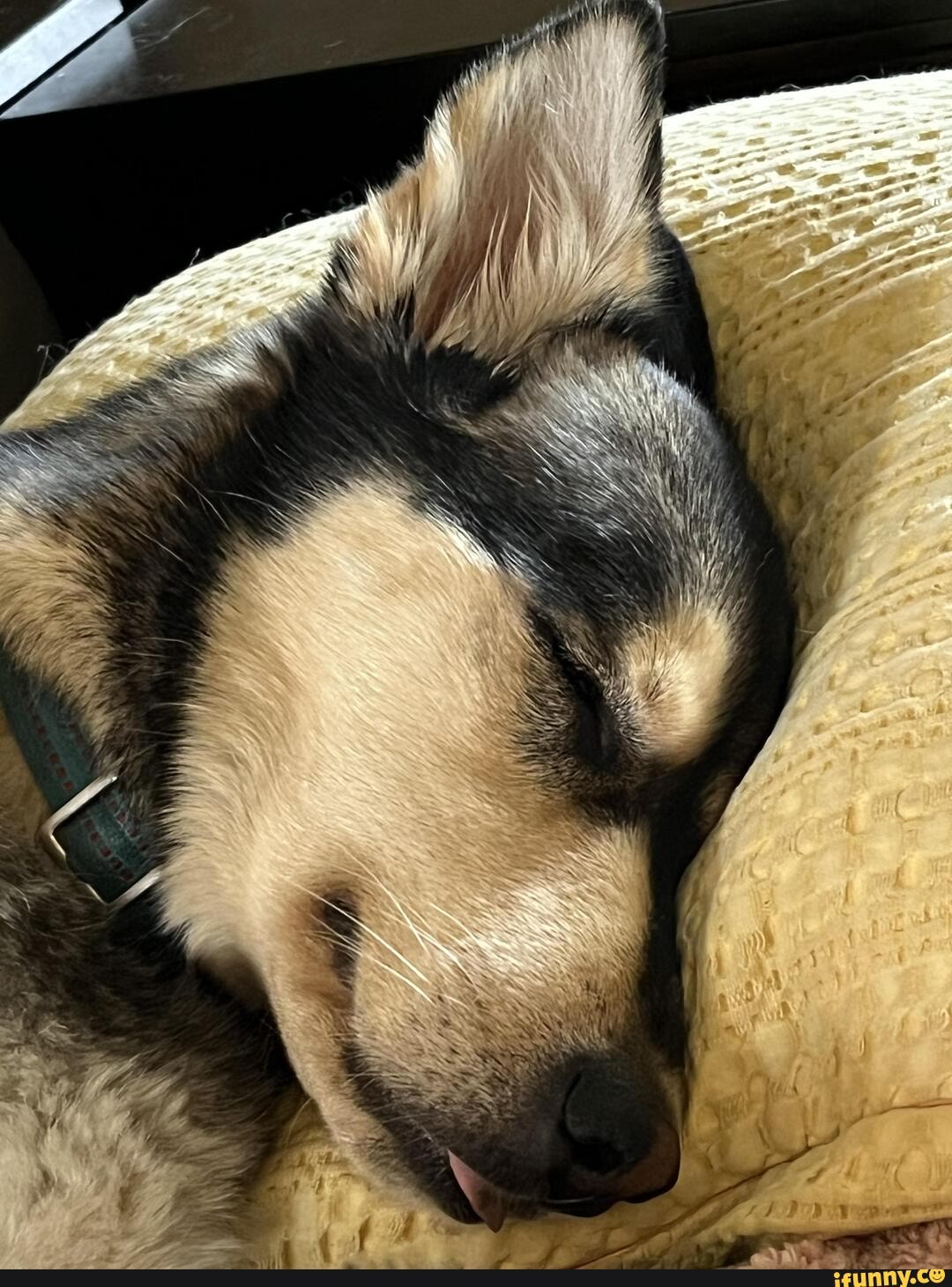Shepsky memes. Best Collection of funny Shepsky pictures on iFunny