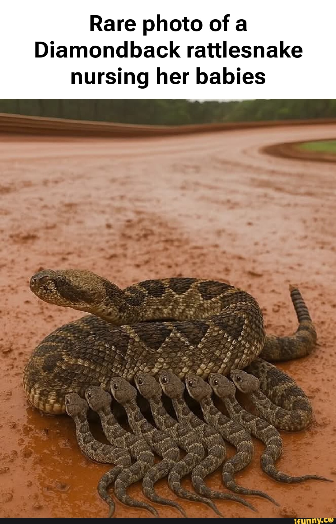 Rare photo of a Diamondback rattlesnake nursing her babies - iFunny
