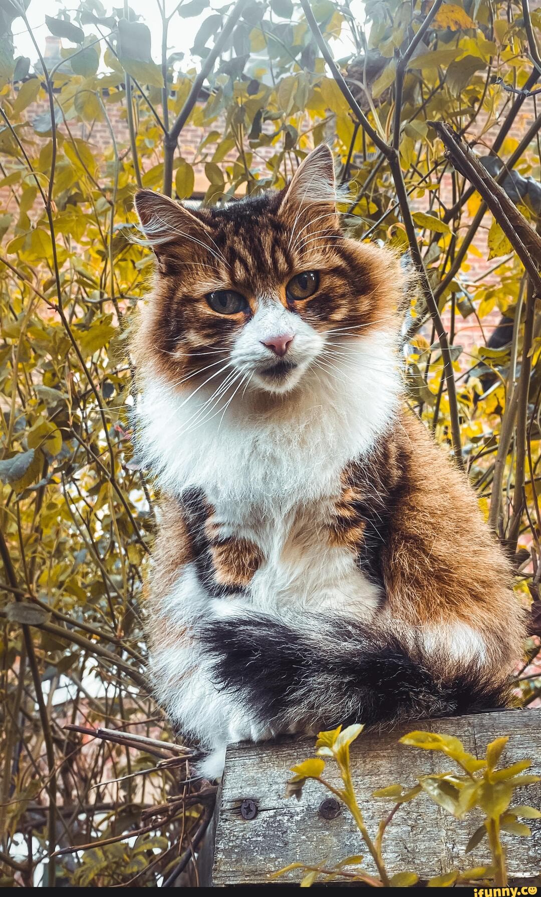 Brontë memes. Best Collection of funny Brontë pictures on iFunny