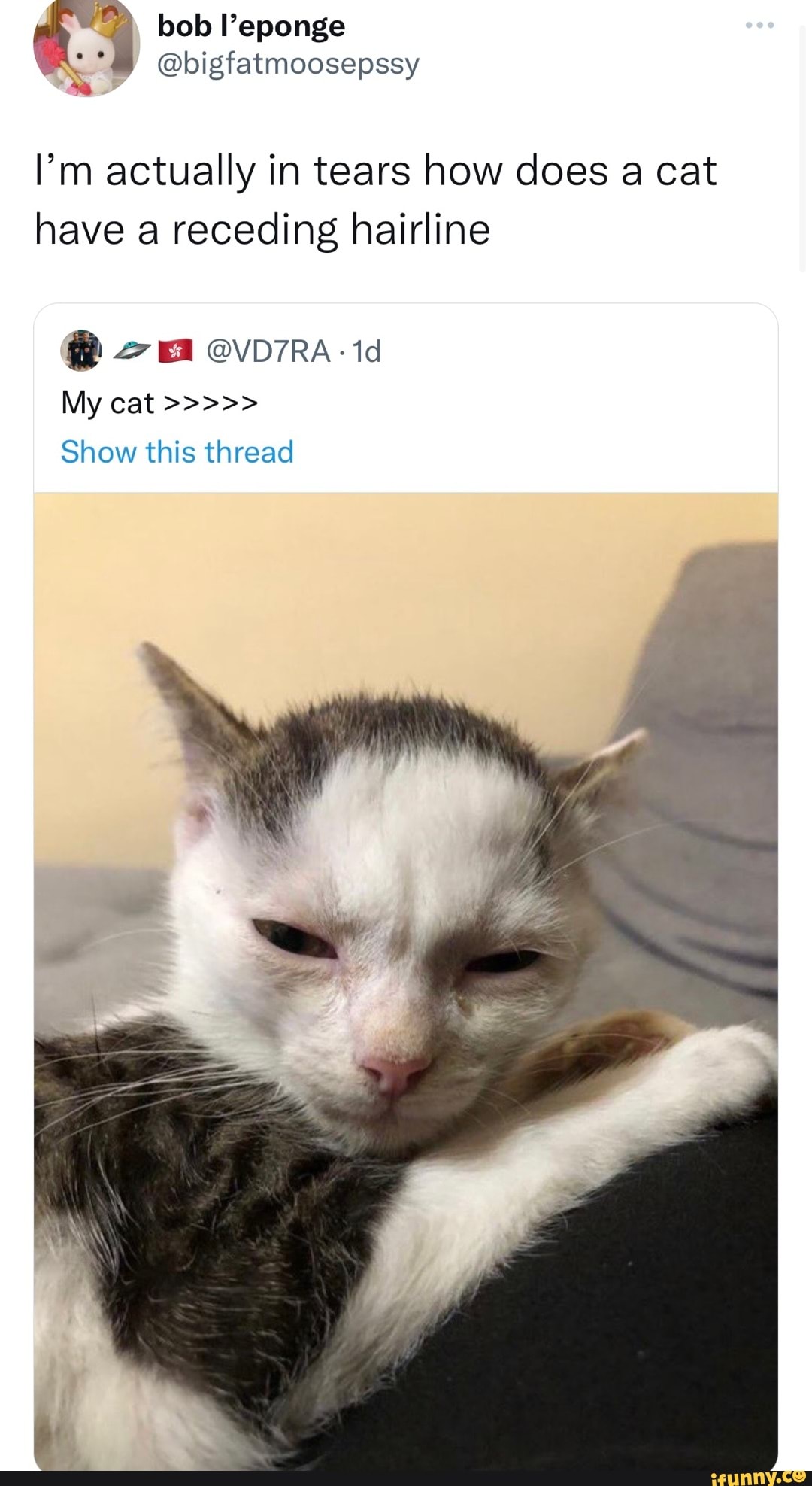 Bob l'eponge I'm actually in tears how does a cat have a receding ...