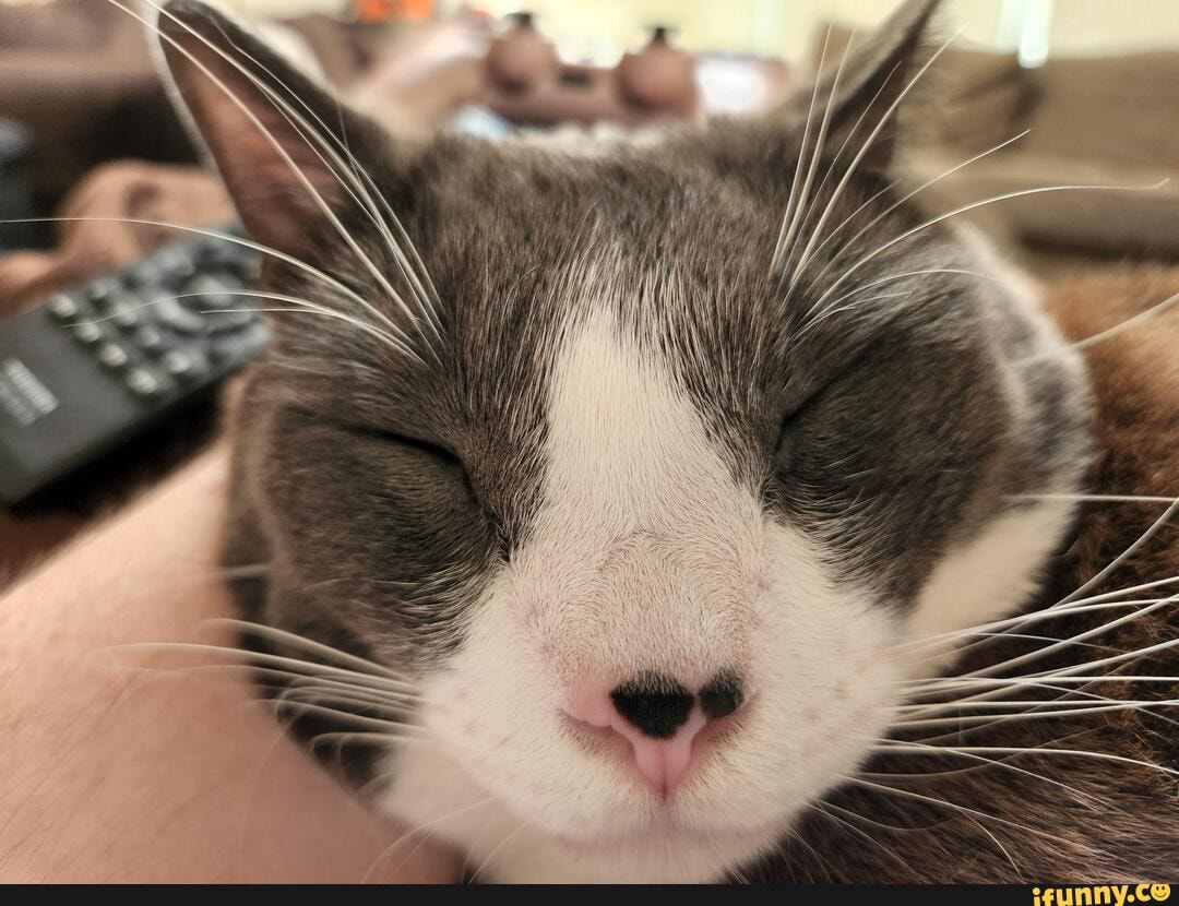 Kaladin memes. Best Collection of funny Kaladin pictures on iFunny