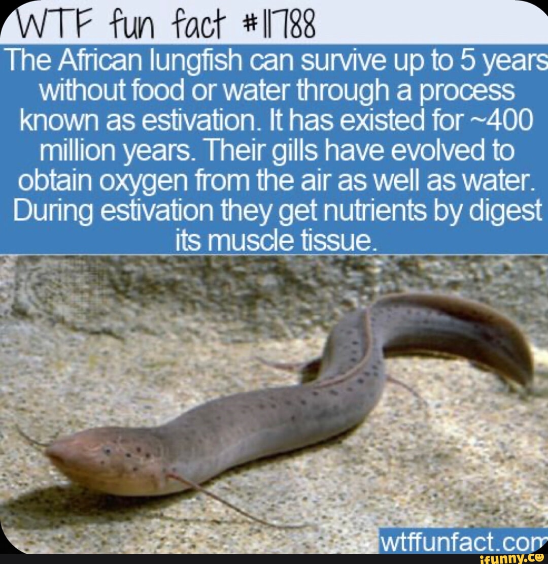 ANTE fun fact The African lungfish can survive up to 5 years without ...