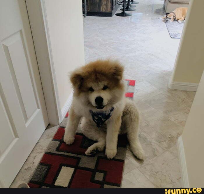 Hachi memes. Best Collection of funny Hachi pictures on iFunny