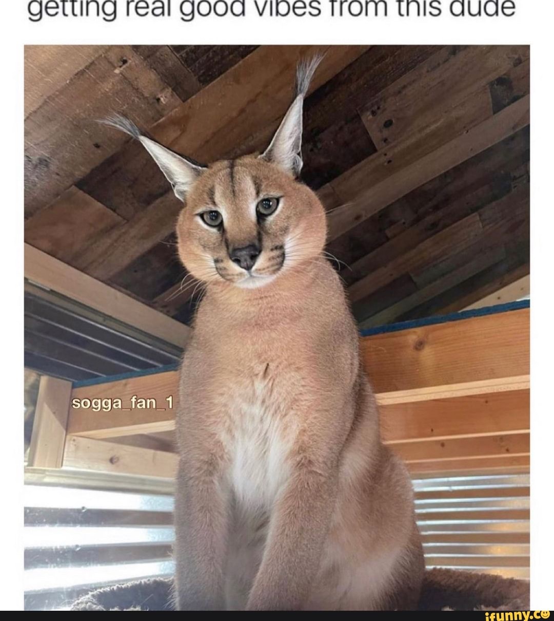 Quoe memes. Best Collection of funny Quoe pictures on iFunny