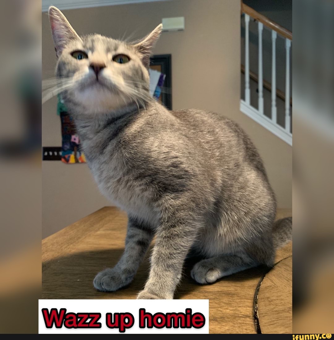 Wuzup memes. Best Collection of funny Wuzup pictures on iFunny