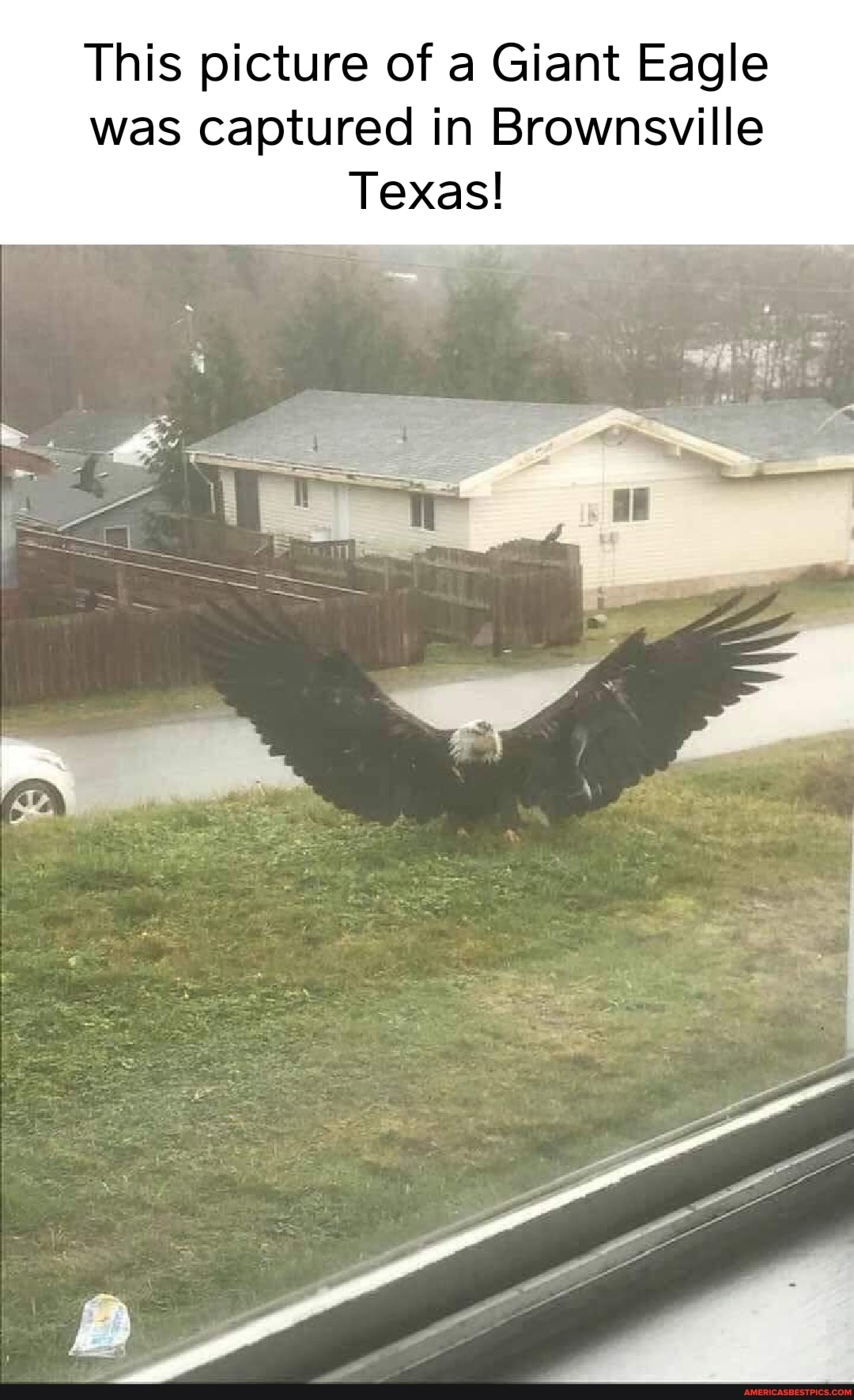 This picture of a Giant Eagle was Captured in Brownsville Texas ...