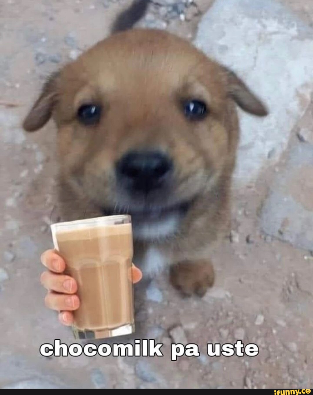 Chocomilk memes. Best Collection of funny Chocomilk pictures on iFunny