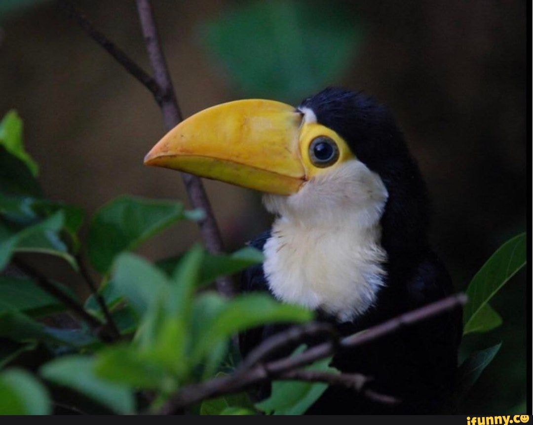 Toucans memes. Best Collection of funny Toucans pictures on iFunny
