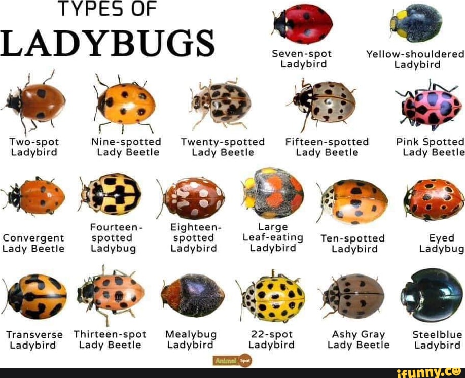 Ladybird memes. Best Collection of funny Ladybird pictures on iFunny