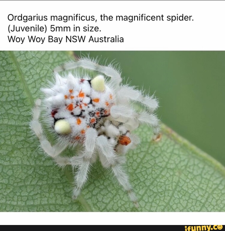 Ordgarius magnificus, the magnificent spider. (Juvenile) in size. Woy Woy Bay NSW Australia - iFunny
