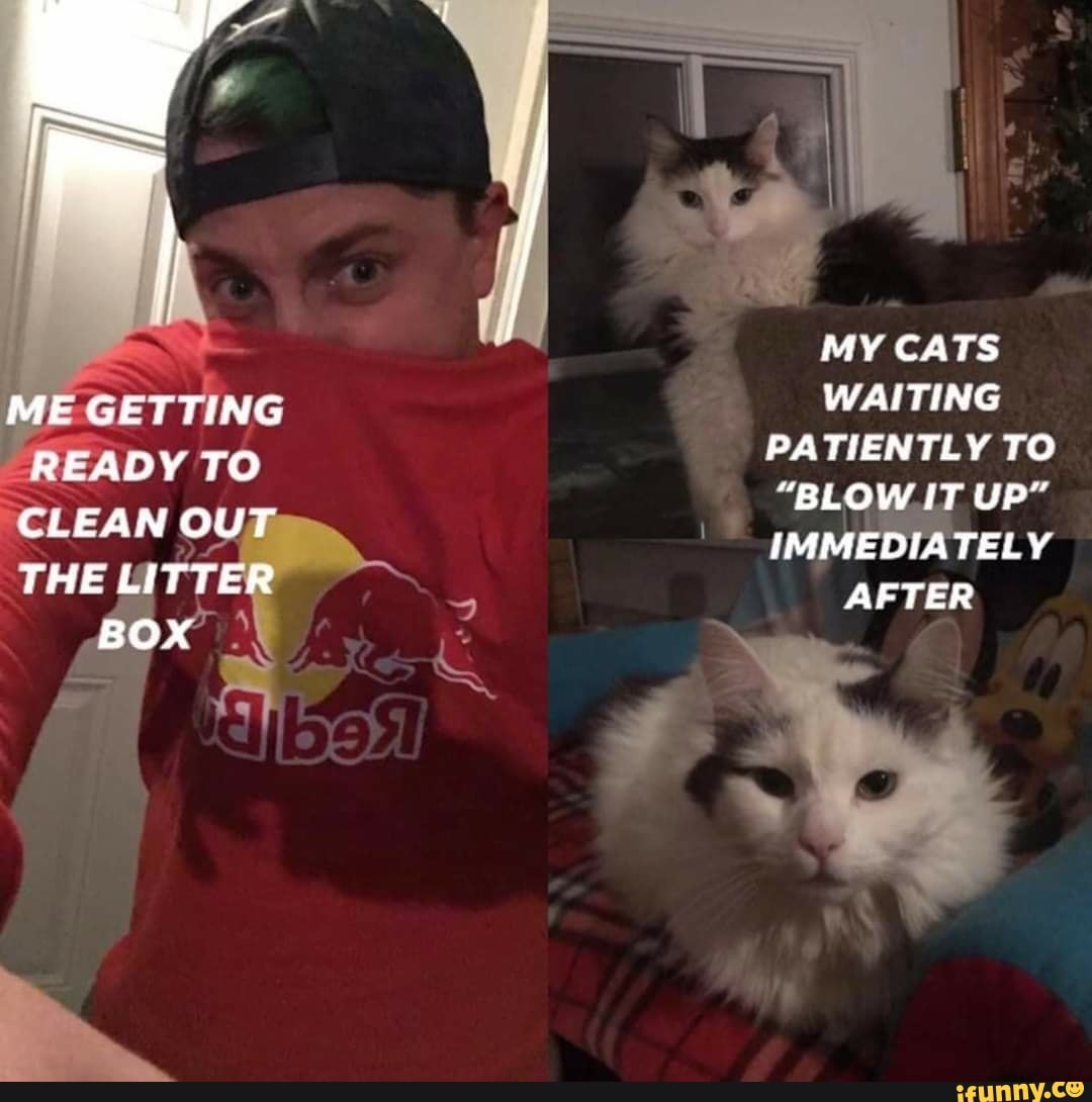 ME GETTING READY TO CLEAN OUT THE LITTER BOX MY CATS WAITING PATIENTLY ...