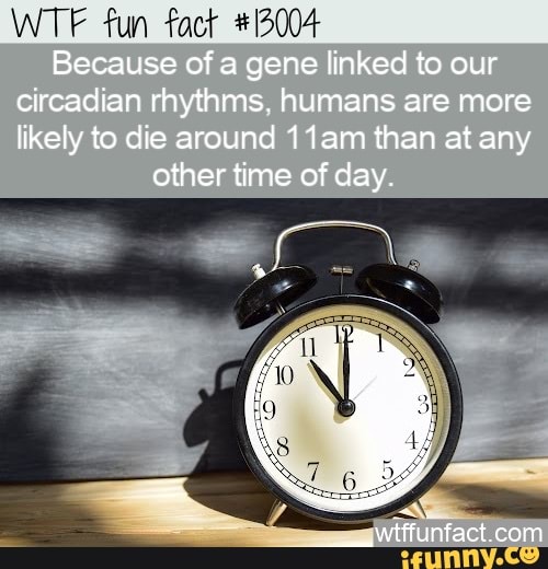 Circadian memes. Best Collection of funny Circadian pictures on iFunny